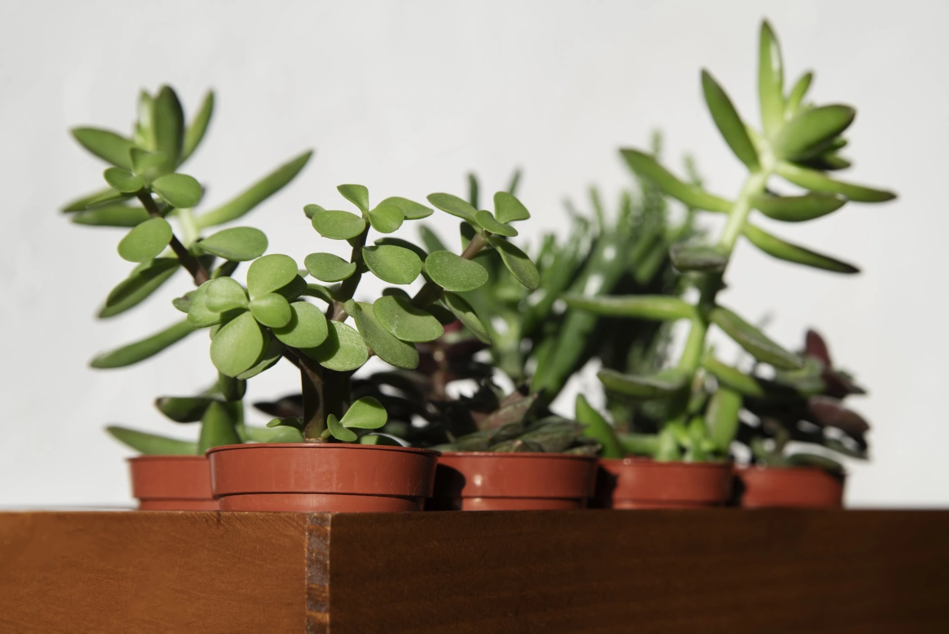 ¿Qué plantar en macetas pequeñas? | macetitas