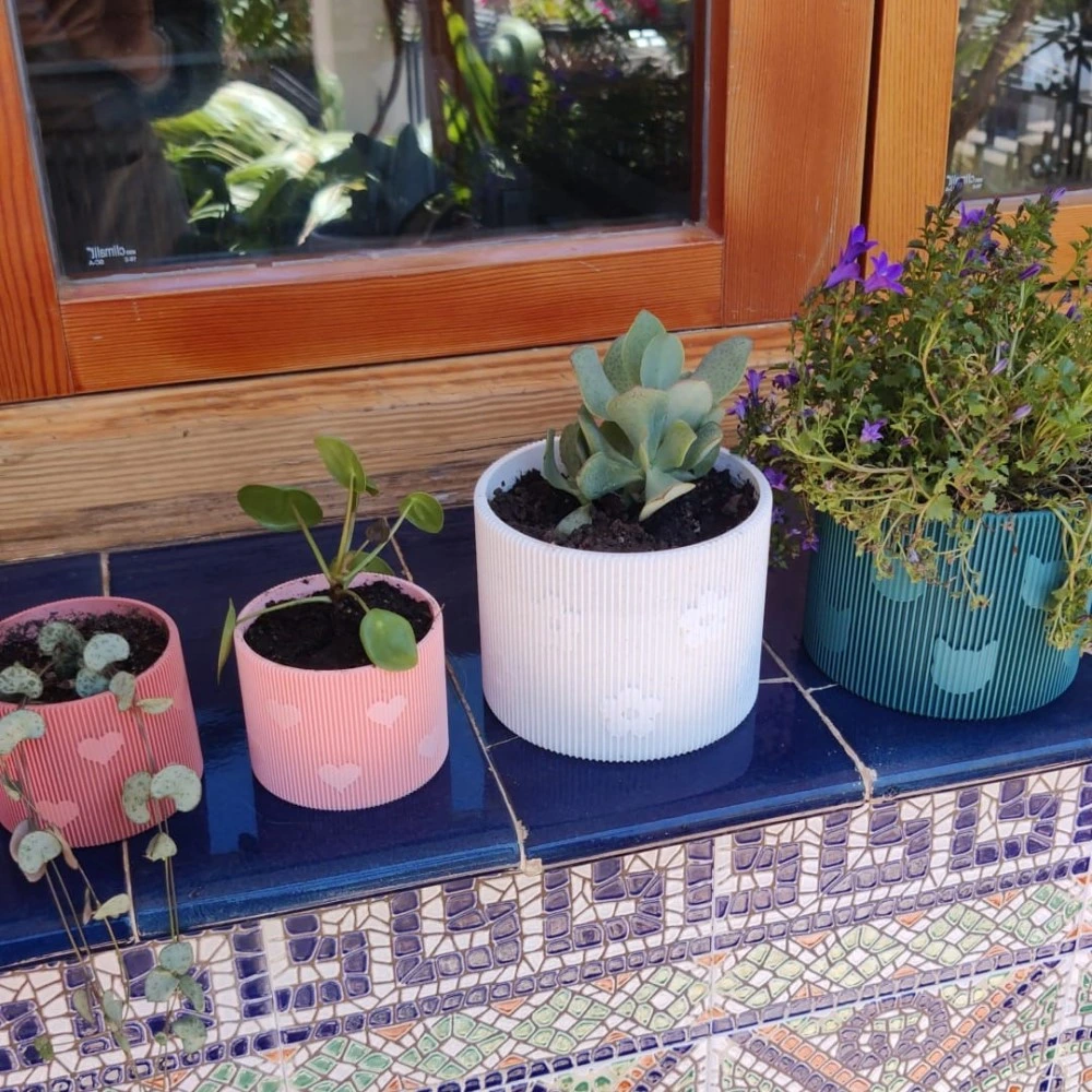 Plantas para principiantes | macetitas