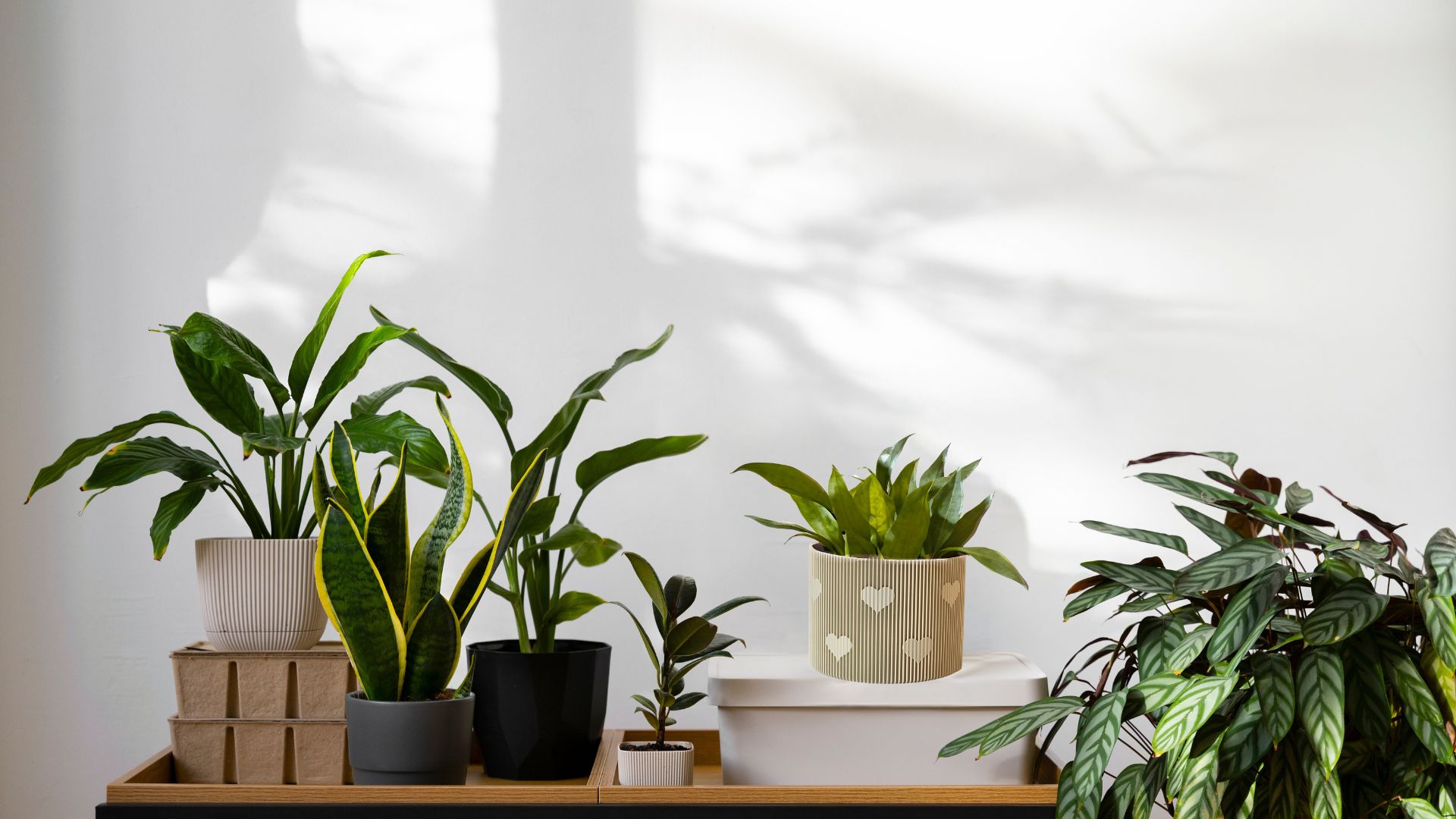 Las 7 mejores plantas de interior que sobreviven sin apenas luz | macetitas