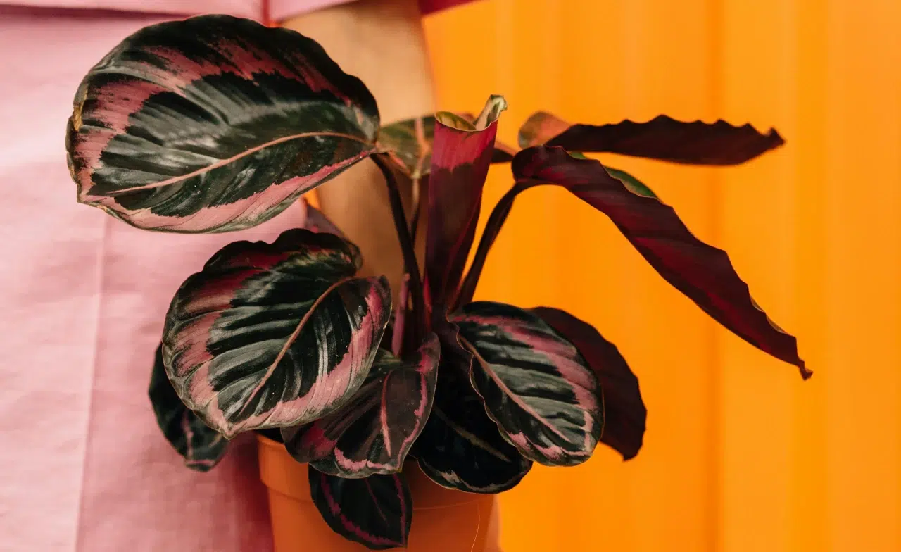 Calathea roseopicta: cuidados, ubicación y secretos para una planta saludable | macetitas